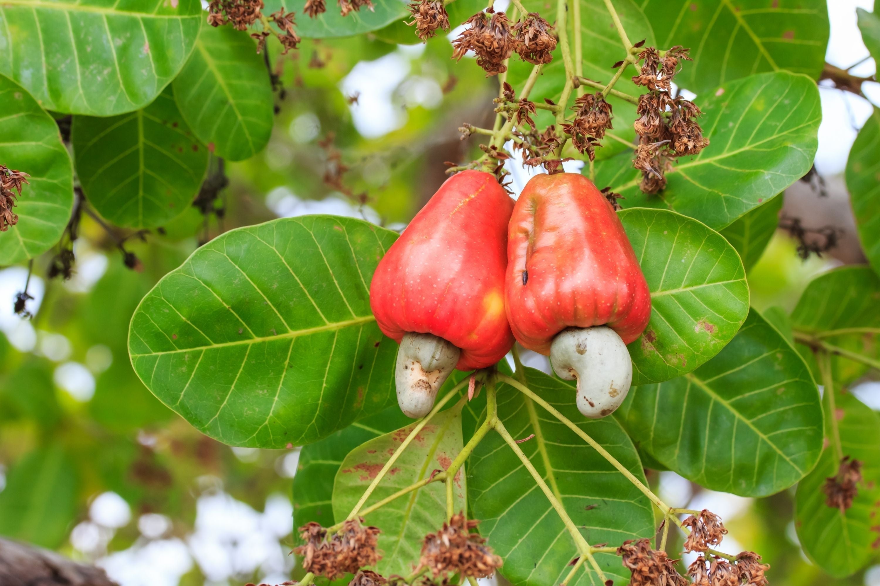 Facts About Growing Cashew Trees, Anacardium occidentale Plants
