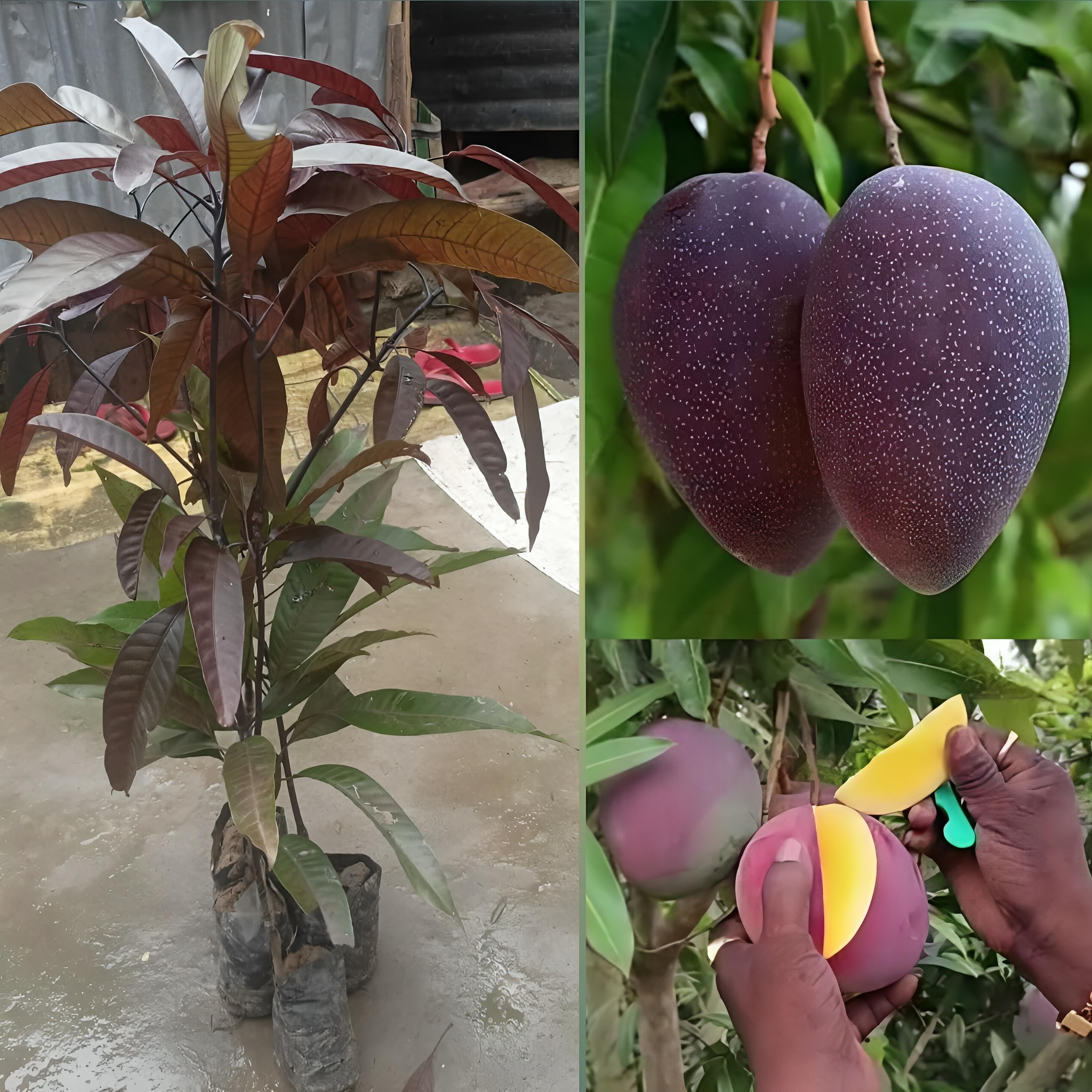 BlackStoneMangoFruitPlant_Grafted.jpg?v=1742800501
