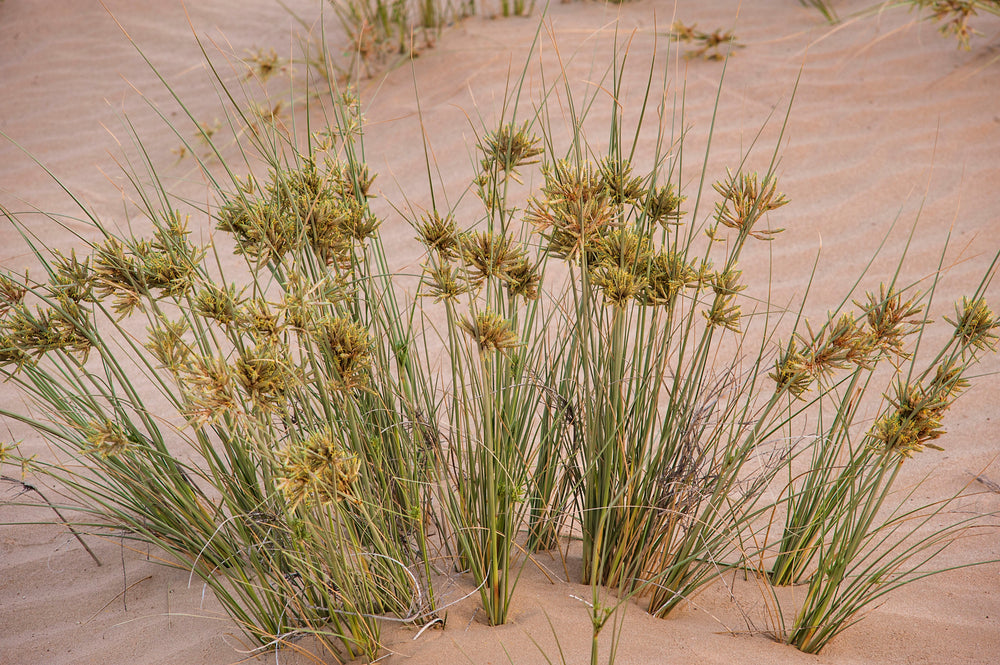 World of Cyperus Conglomeratus, "Tenda" and "A...