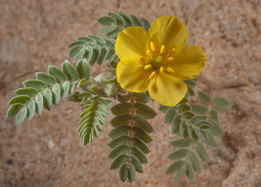 Guide to Tribulus macropterus var. arabicus, Hasak, Shershir