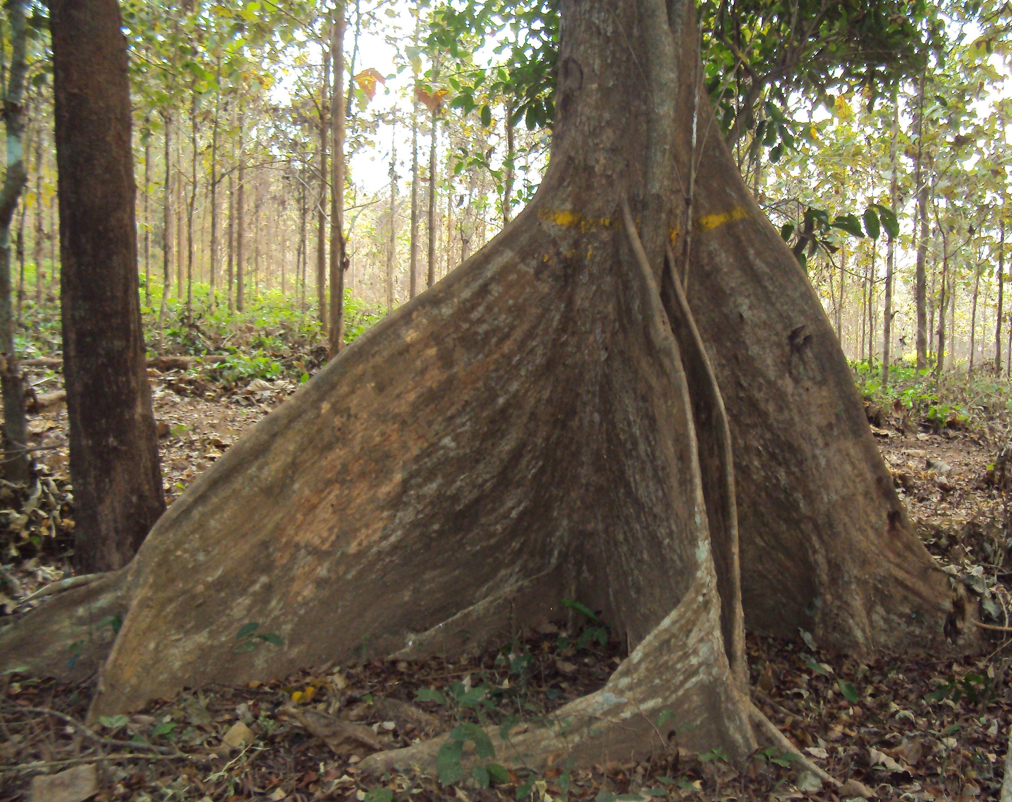 Tips for Growing Andaman Redwood from Timber Tree Seeds