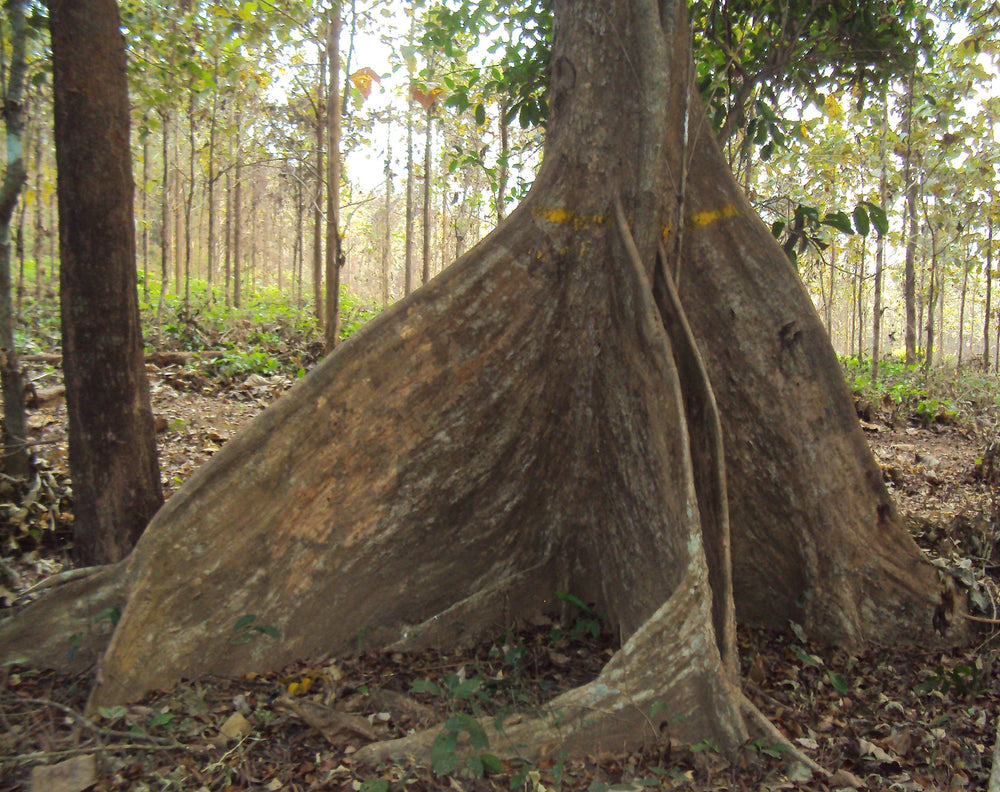 Tips for Growing Andaman Redwood from Timber Tree Seeds