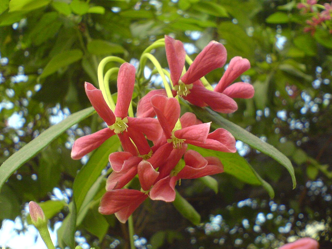 Quisqualis_indica_Plants_Combretum_indicum_Rangoon_Creeper.jpg?v=1738651276