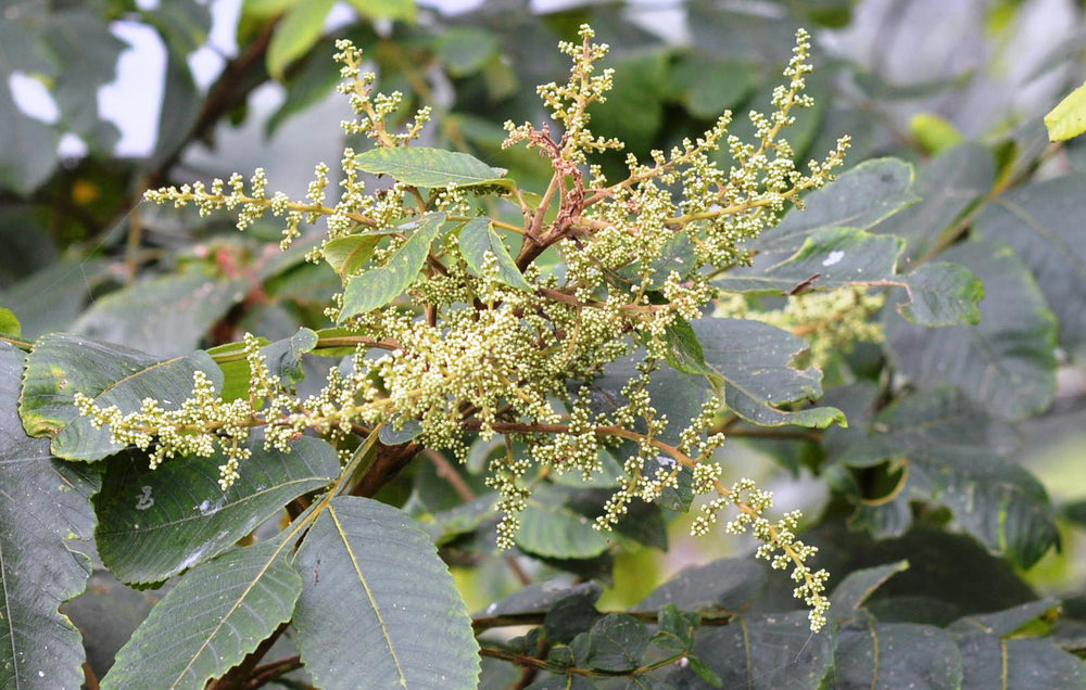 Grow Rhus chinensis Plants ,Chinese sumac , Nut...