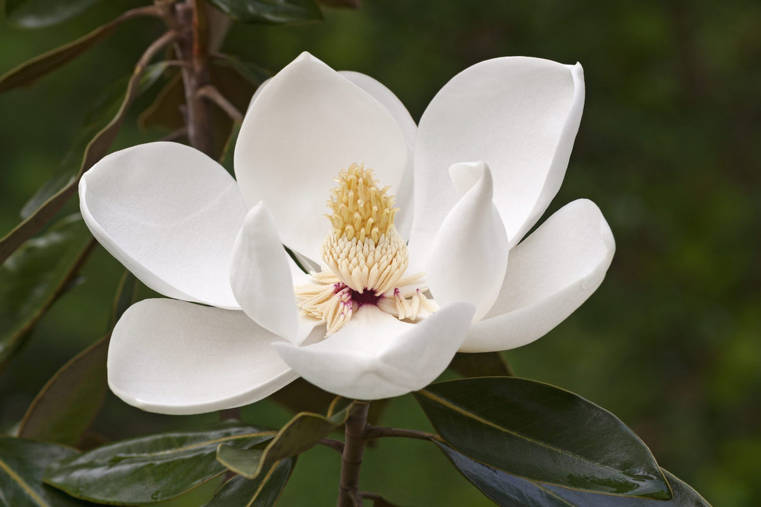 The Ultimate Guide to Southern Magnolias: Magnolia grandiflora Plants ...