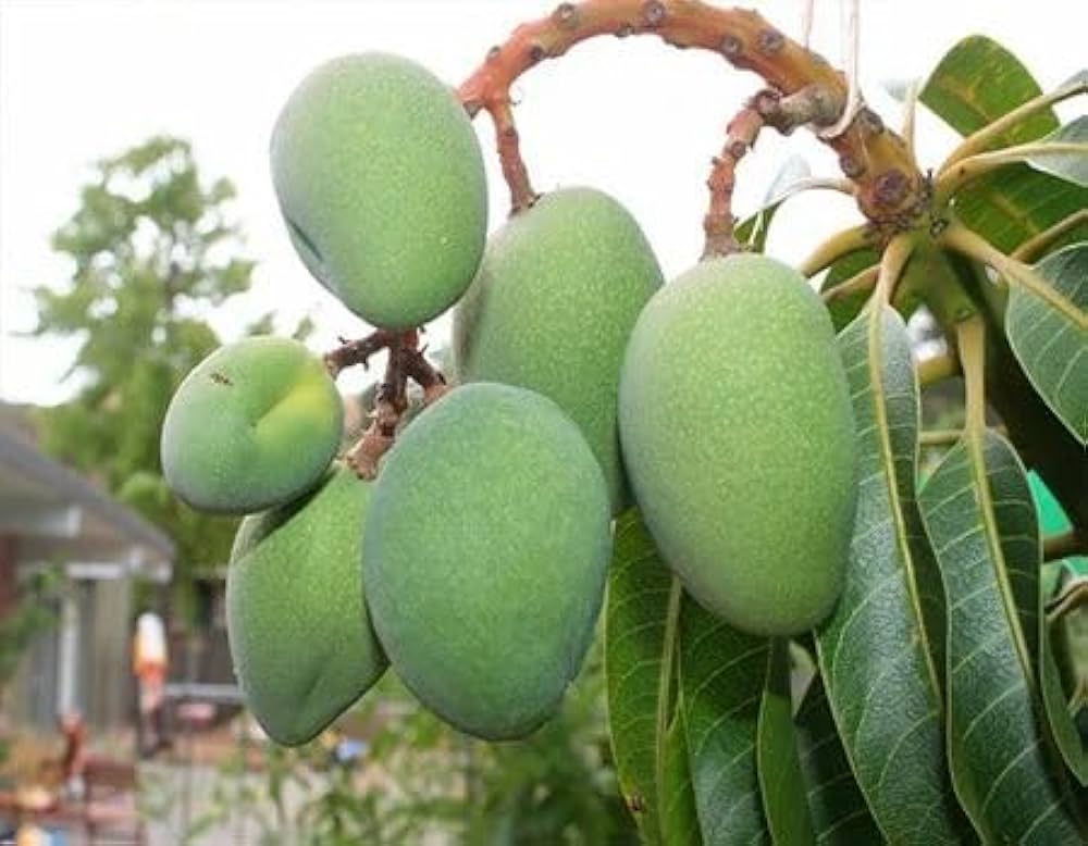 The Thai All Time Mango Plants, All Season Mango Plants | Botanika