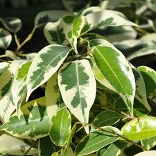 Ficus & Figs | Botanika