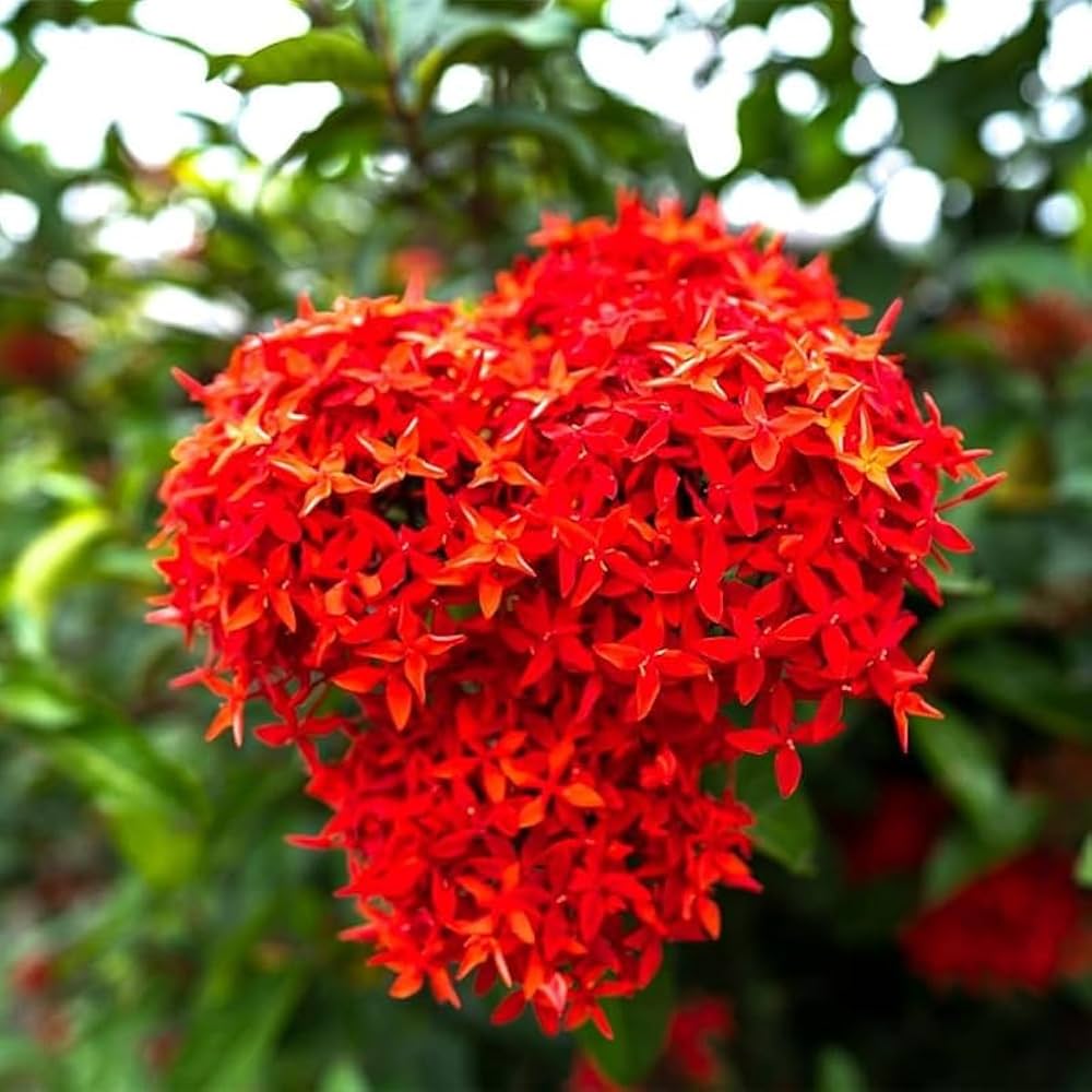 IxoraRedPlant.jpg?v=1752077846