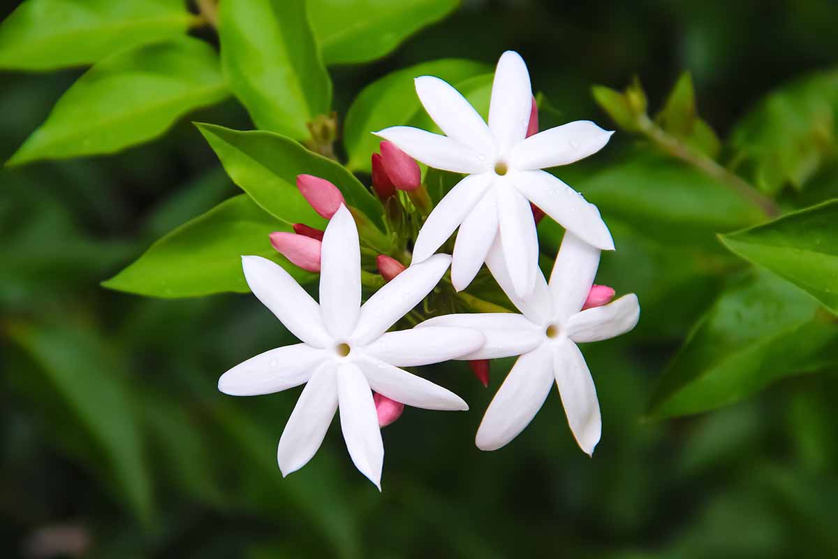 Jasmine_Varieties.jpg?v=1745001502