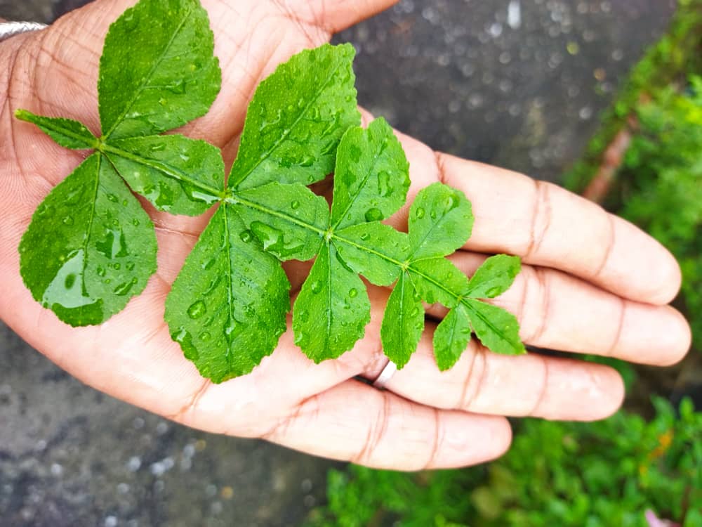 Maha_Vilvam_Plants_Bilva_Plants_6a9ff8a2-e2cb-41a9-873a-305e396135ce ...